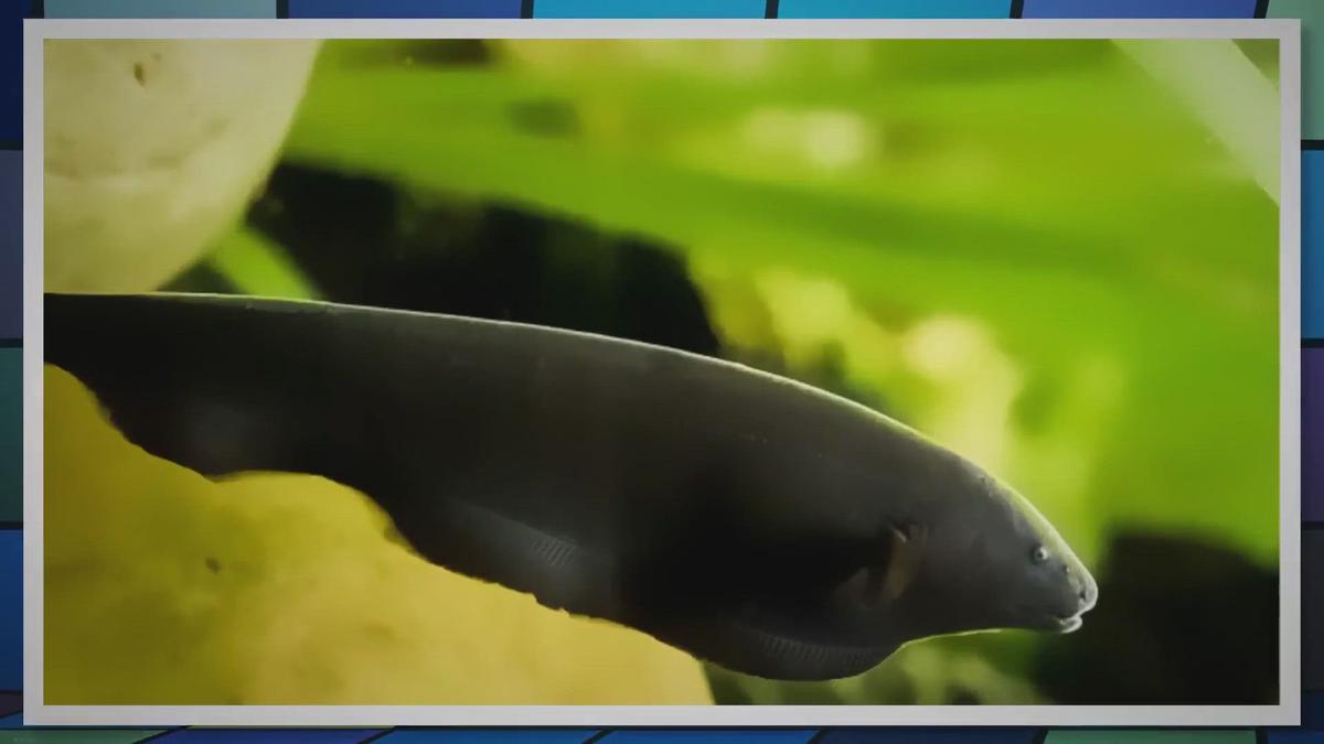 Black Ghost Knifefish Care Guide: All You Need To Know