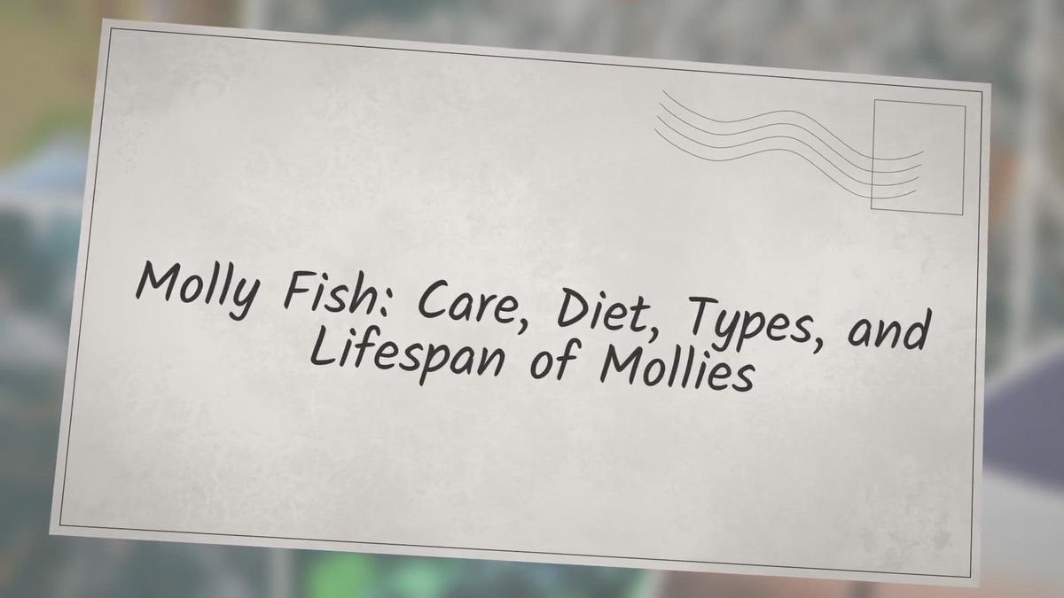 Molly Fish: Care, Diet, Types, and Lifespan of Mollies
